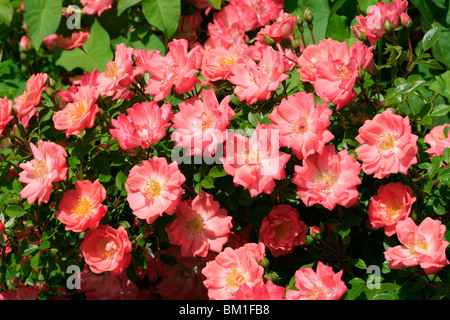 Rosa ground-cover "Ferdy", ground-cover rose Stock Photo - Alamy