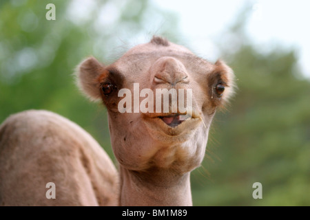 Kopf eines Dromedares / Dromedary head Stock Photo - Alamy