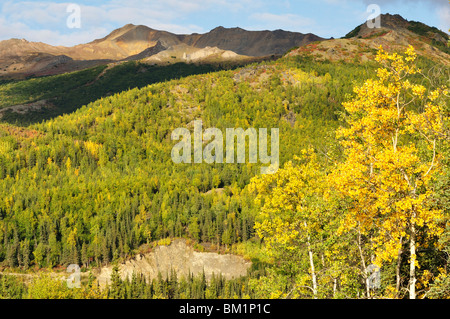 North America; United States; Alaska; Wildlife; Muskox; Ovibos ...