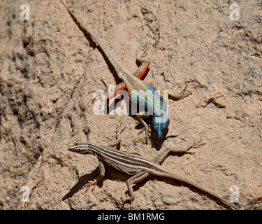 Male and female Augrabies flat lizard (Platysaurus broadleyi ...