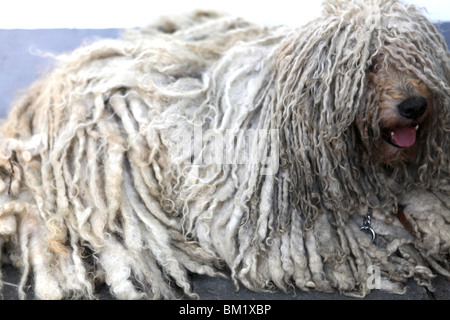 Puli breed of dog - also known as Hungarian Water dog - with it's ...