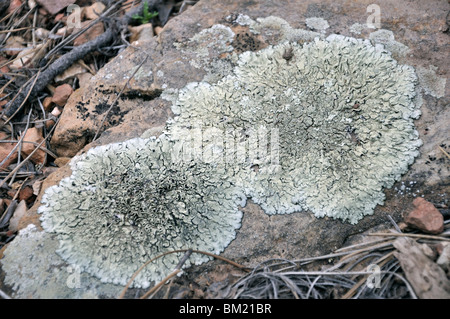 ARIZONA GRAND CANYON Lichen and moss on rocks and hardy wildflowers ...