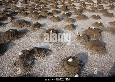 Flamingo eggs in flamingo island or Anda bet of Rann of kutch, India ...