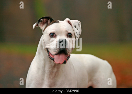 White German Boxer Weisser Deutscher Boxer Stock Photo - Alamy