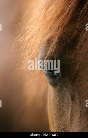 dösendes Pferd / dozing horse Stock Photo - Alamy