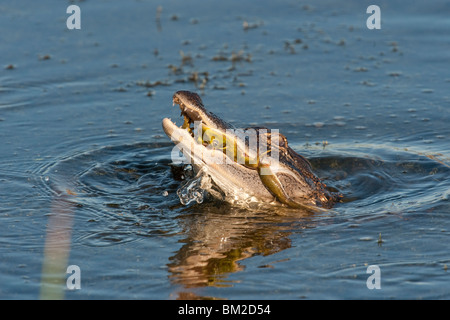 A small Alligator eating a large frog Stock Photo - Alamy