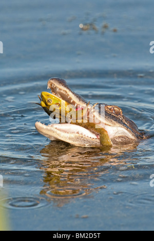 A small Alligator eating a large frog Stock Photo - Alamy