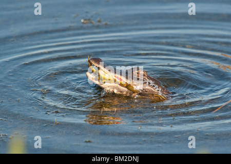 A small Alligator eating a large frog Stock Photo - Alamy