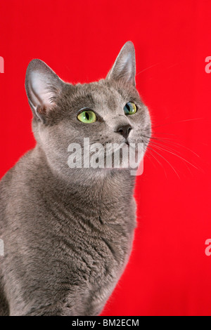 Russisch Blau im Portrait / Russian Blue Portrait Stock Photo - Alamy