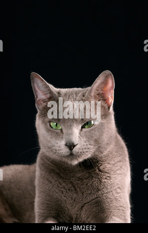 Russisch Blau im Portrait / Russian Blue Portrait Stock Photo - Alamy