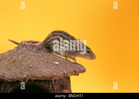 Afrikanische Streifengrasmaus / mouse Stock Photo - Alamy