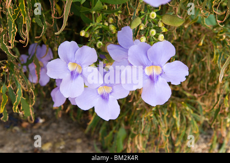 IPOMEA PALMATA or morning glory, railway creeper is one of the ...
