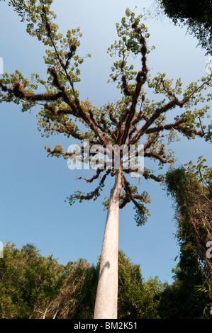 Mayan Ceiba tree, Tikal, Guatemala Stock Photo - Alamy