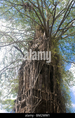Ross Island tree roots ruins abandoned ; Netaji Shubash Chandra Bose ...