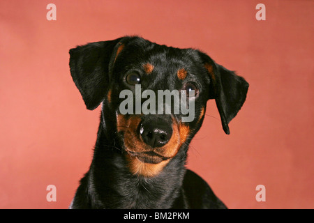 Dog Dachshund / Dackel / Teckel shorthaired puppy (Harlequin Merle ...