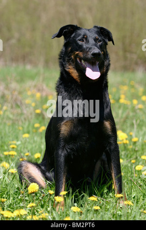 sitzender / sitting Beauceron Stock Photo - Alamy