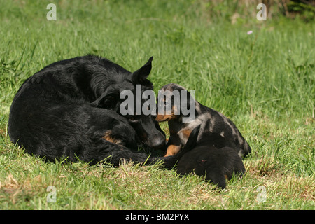 Hundemutter mit Welpen / mother with puppies Stock Photo - Alamy