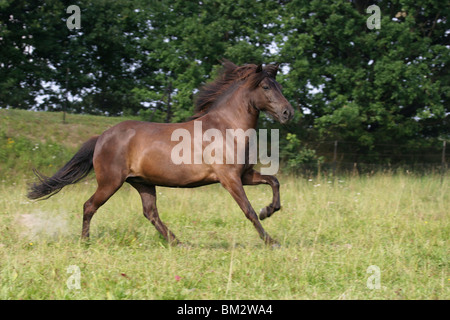 Pferd im Galopp / running horse Stock Photo - Alamy