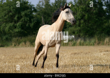 Pferd im Galopp / running horse Stock Photo - Alamy