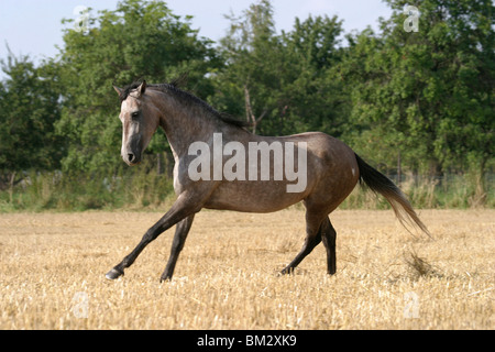 Pferd im Galopp / running horse Stock Photo - Alamy