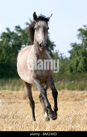 Pferd im Galopp / running horse Stock Photo - Alamy
