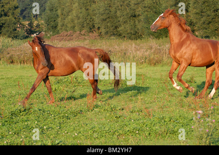 Pferd im Galopp / running horse Stock Photo - Alamy
