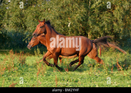 Pferd im Galopp / running horse Stock Photo - Alamy