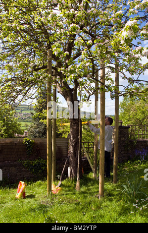 Man building a treehouse around an apple tree Stock Photo - Alamy
