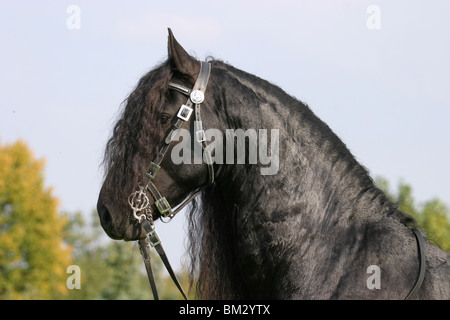 Friese im Profil / friesian Profil Stock Photo - Alamy