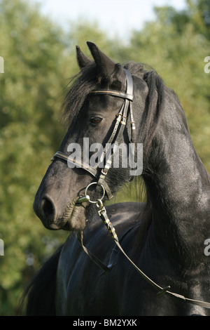 Friese (Equus), side animal portrait in autumn, running, Germany Stock ...