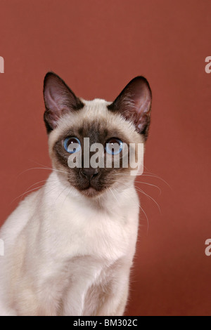 Thaikatze im Portrait / Thai cat Stock Photo - Alamy