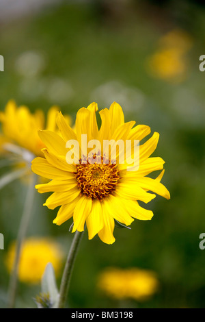 Close up of arrow leaf balsam root flowers which grow wild and bloom in ...