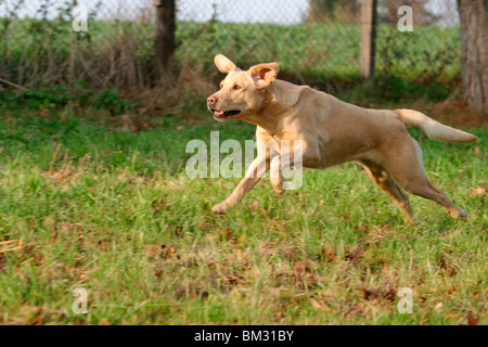 A Labrador Retriever running in grassland Stock Photo - Alamy