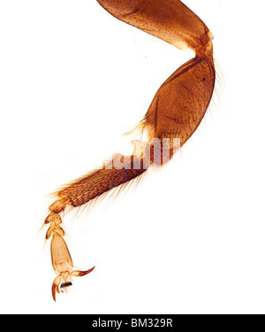 Microscope slide of a honey bee, Apis mellifera, dorsal view Stock ...