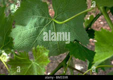 Downy mildew on a grape leaf. Isolated on white background Stock Photo ...