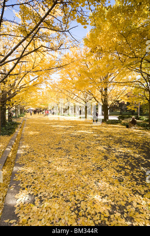 Yellow autumn colored Gingko trees at a alley at Wadakura Park in Tokyo, Japan Stock Photo - Alamy