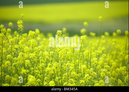 Mustard flowers, close up, differential focus, Biei town, Hokkaido ...