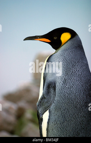Emperor penguins (Aptenodytes forsteri), captive, Osaka Aquarium ...