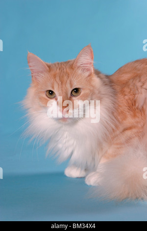A pure white long haired Turkish angora type cat , with complete ...
