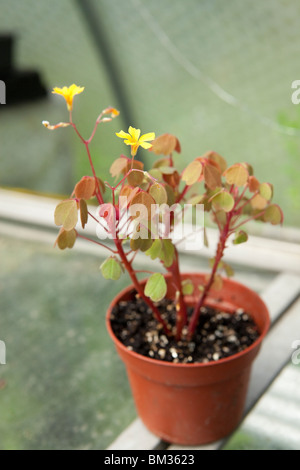 Flowering plant oxalis growing on dead wood in the forest Stock Photo ...