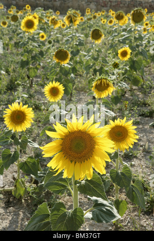Sunflower plantation vibrant yellow flowers Stock Photo - Alamy