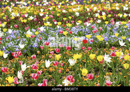 A field of colorful tulips in full bloom in spring Stock Photo - Alamy