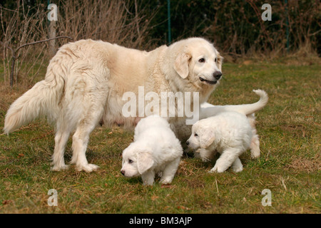 Podhalaner Welpe / Podhalaner Puppy Stock Photo - Alamy