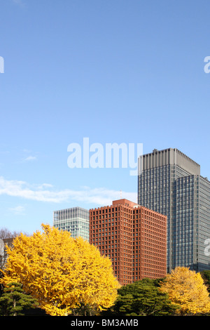 Office buildings and ginkgo trees, Tokyo prefecture, Japan Stock Photo ...
