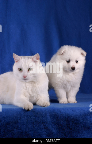 Katze & Spitz Welpe / cat & pomeranian puppy Stock Photo - Alamy