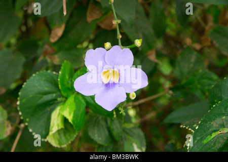 IPOMEA PALMATA or morning glory, railway creeper is one of the ...