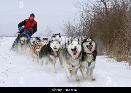 Musher beim Training Stock Photo - Alamy
