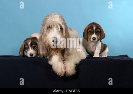 Hundemutter mit Welpen / mother with puppies Stock Photo - Alamy