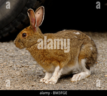 snowshoe hare Lepus americanus changing colors in spring southside of ...