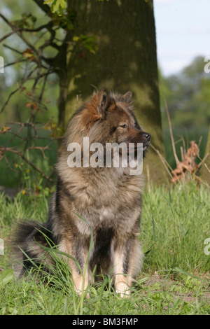 sitzende / sitting Eurasier Stock Photo - Alamy